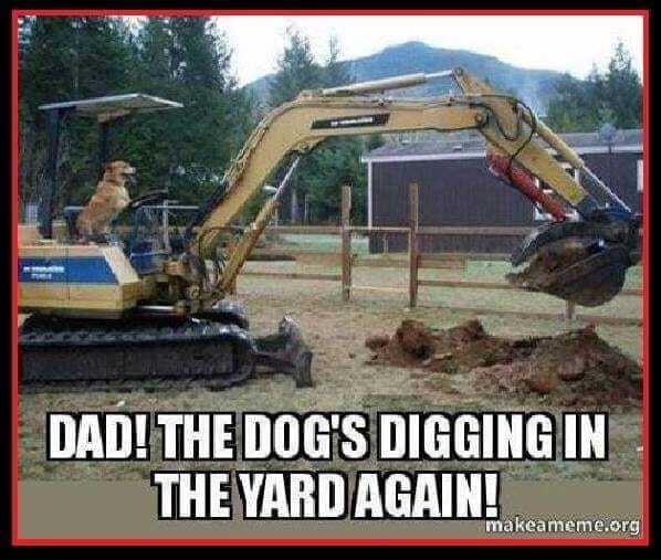 DAO! THE DOG'S DIGEING THE YARO AGAIN! - America’s best pics and videos