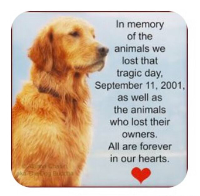 In memory of the animals we lost that tragic day, gt Chaw September 11 ...