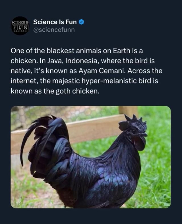 Having black bones, organs, and beaks doesn’t appear to impact the ...