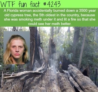 WTF fun fact old cypress tree, the oldest in the country, because she ...