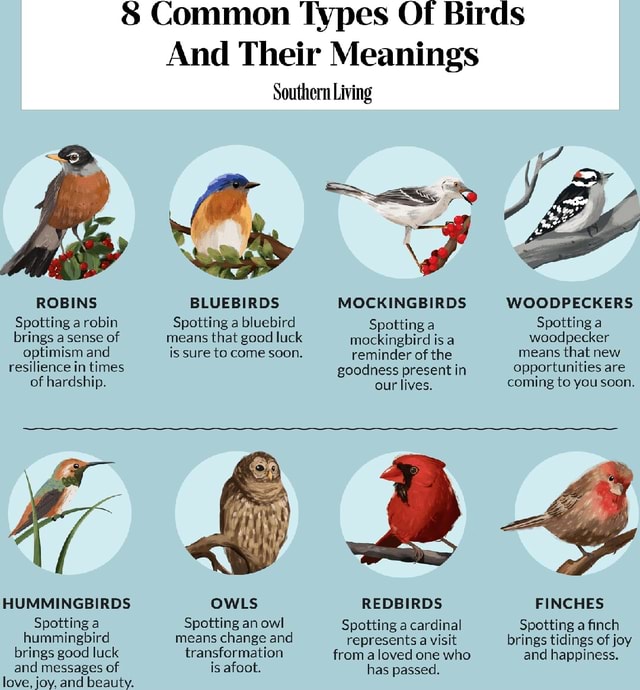 Common Types Of Birds And Their Meanings Southern Living ROBINS ...