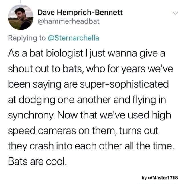 &b Dave Hemprich-Bennett @hammerheadbat Replying to @Sternarchella As a ...