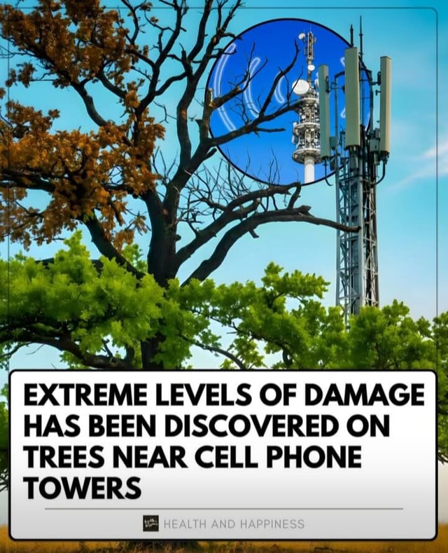 EXTREME LEVELS OF DAMAGE HAS BEEN DISCOVERED ON I TREES NEAR CELL PHONE ...