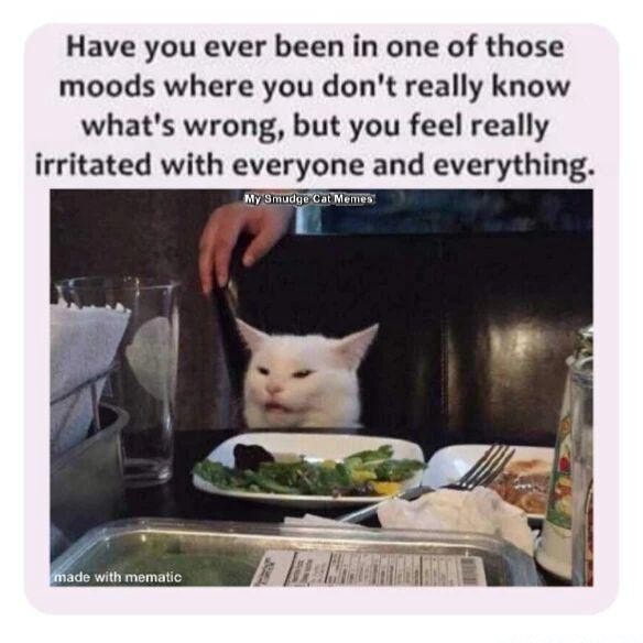 #saladcat #tablecat #smudge #womanyellingatcat #smudgethecat #whitecat ...