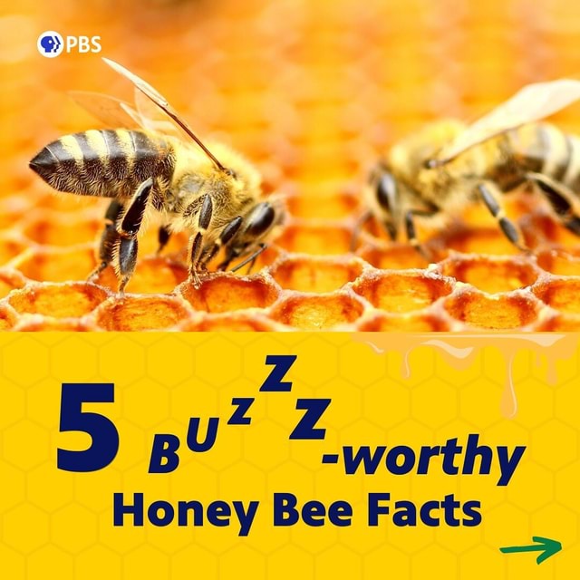 Did you know that honey bee foragers dance to tell other bees where to ...