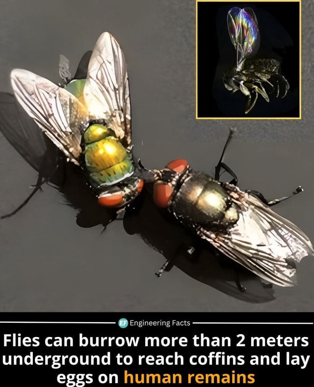 EF Engineering Facts Flies can burrow more than 2 meters underground to ...