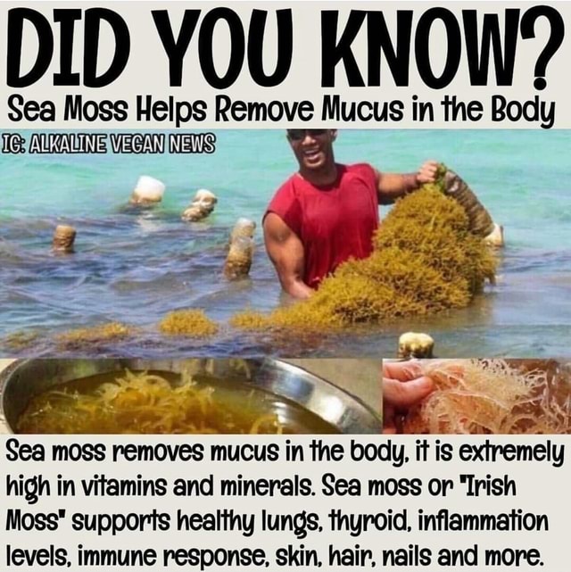 DID YOU KNOW? Sea Moss Helps Remove Mucus in the Body Sea moss removes ...