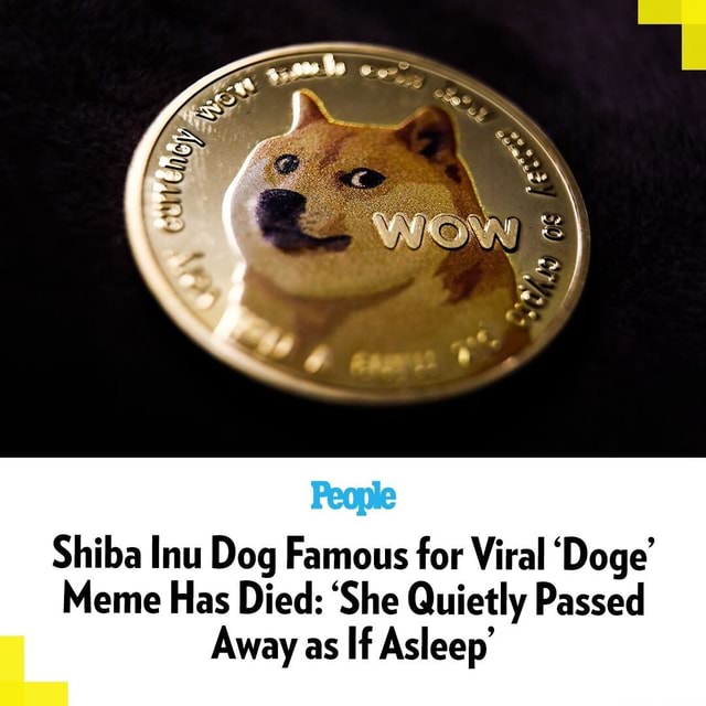 Kabosu, the famous Japanese shiba inu dog behind the viral "doge ...