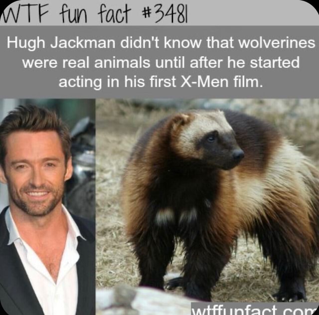 Fun foct Hugh Jackman didn't know that wolverines were real animals ...