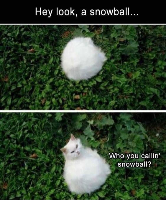 Hey look, a snowball... Who you callin' snowball? - America’s best pics ...