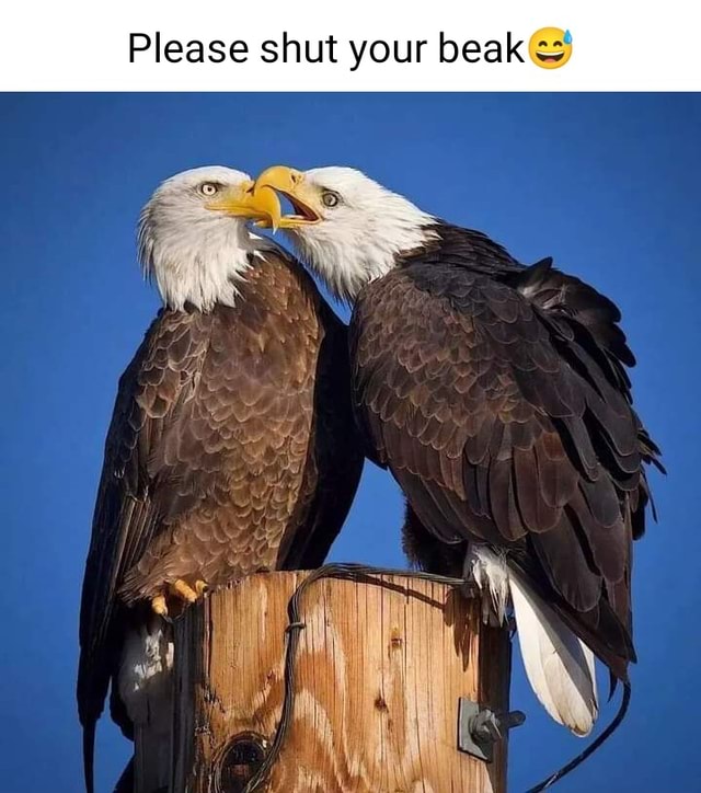Please shut your beak - America’s best pics and videos