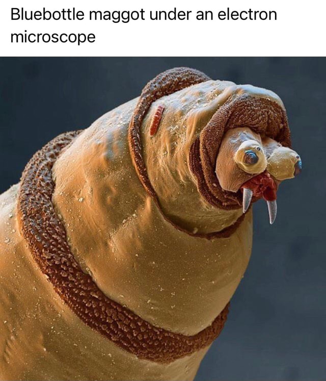 Bluebottle maggot under an electron microscope - America’s best pics ...