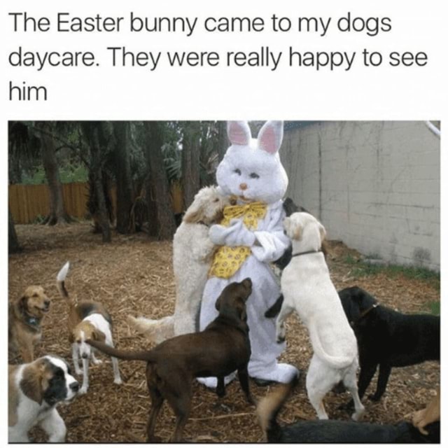 Best Easter ever!!! - The Easter bunny came to my dogs daycare. They ...