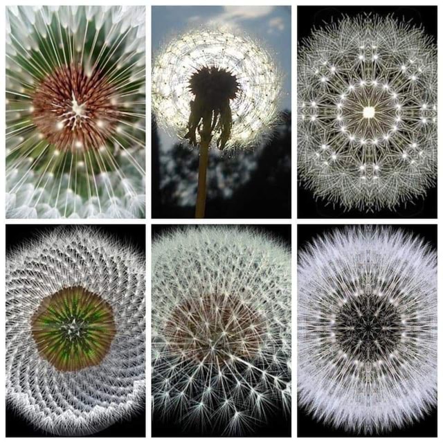 The beautiful sacred geometry of Dandelions. - America’s best pics and ...