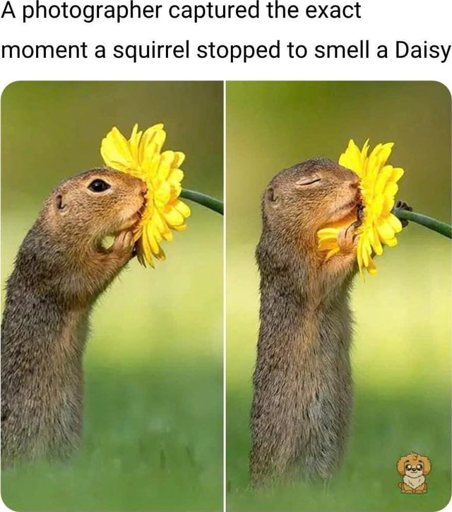 A photographer captured the exact moment a squirrel stopped to smell a ...