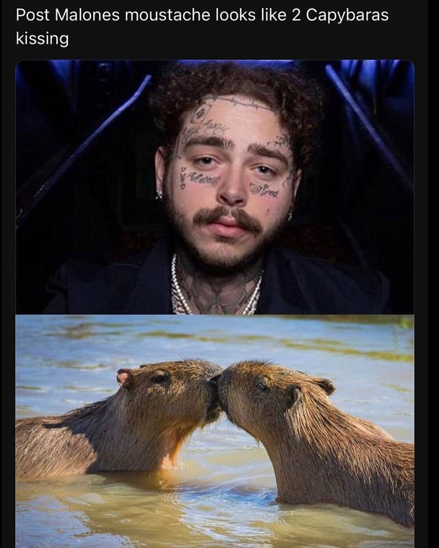 @THEMUFFREPORT is a must follow 😂 - Post Malones moustache looks like 2 ...