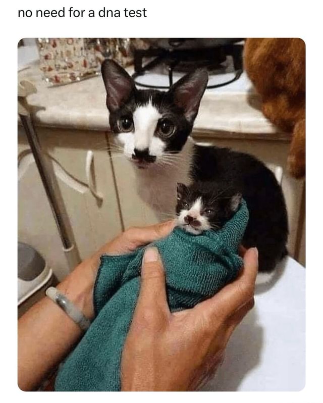 Adolf Kitler and Adolf Kitler Jr. - no need for a dna test - America’s ...