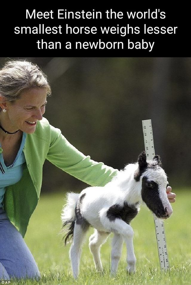Meet Einstein the world's smallest horse weighs lesser than a newborn ...