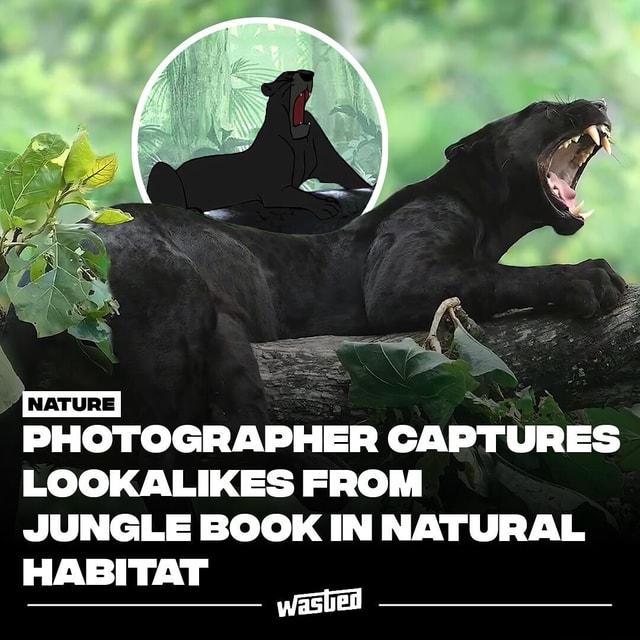 Swipe to view five photos reminiscent of scenes from The Jungle Book ...