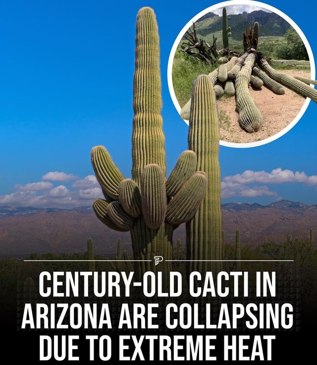 Saguaro Cacti in Arizona are collapsing from extreme heat according to ...