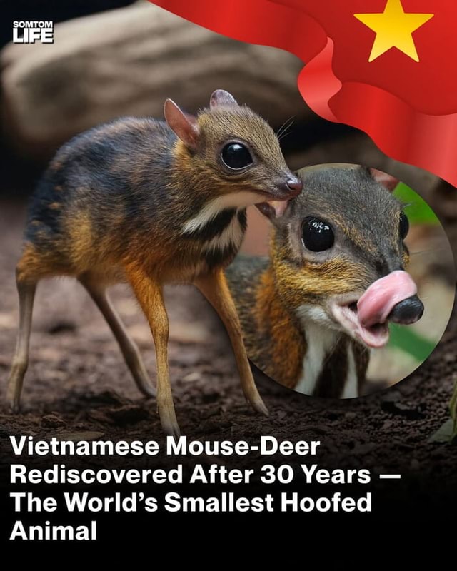 Somron LIFE Vietnamese Mouse-Deer Rediscovered After 30 Years - The ...