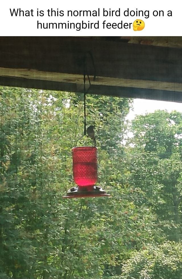 What is this normal bird doing on hummingbird feeder@ - America’s best ...