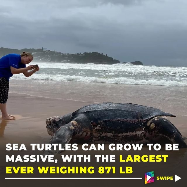 Now that's a big turtle 😳 - SEA TURTLES CAN GROW TO BE MASSIVE, WITH ...
