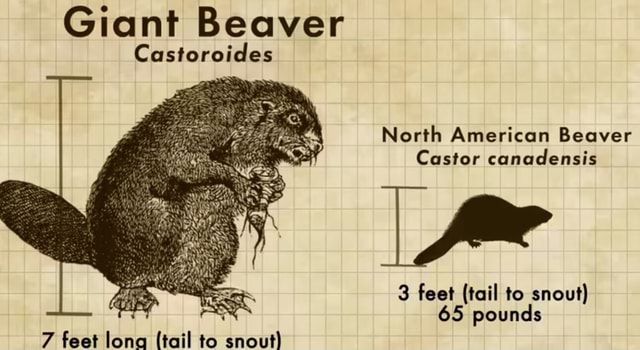 Giant Beaver Castoroides North American Beaver Castor canadensis 3 feet ...