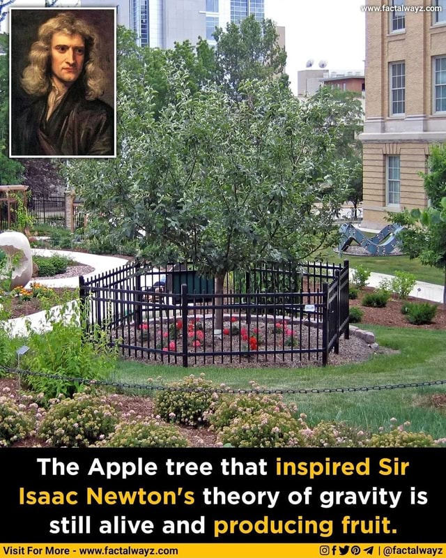 The Apple tree that inspired Sir Isaac Newton's theory of gravity is ...