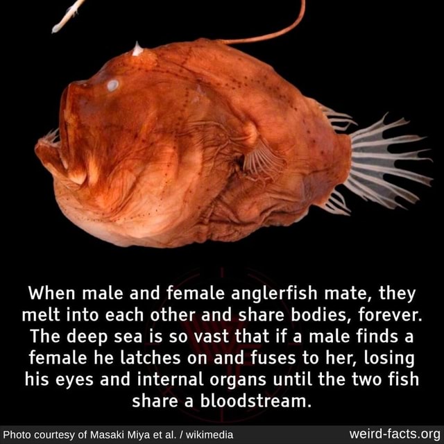 N/A - When male and female anglerfish mate, they melt into each other ...