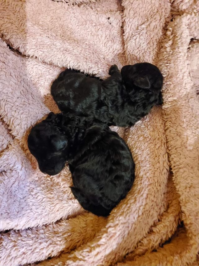 The smaller one at the top is my Pup Moose and the one below is the one ...