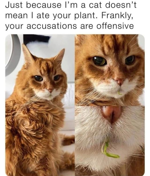 Catmemes catmemesdaily cat kitten instacat catmemesarethebest memecat ...