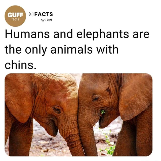 There is something about elephants...🐘 - @UEE FACTS facts by Guff ...