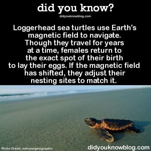 Did you know? Loggerhead sea turtles use Earth's magnetic field to ...