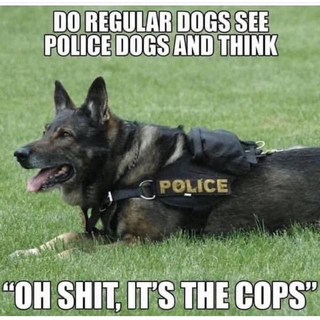 Service dog memes to keep paw & order.😂 - REGULAR DOGS SEE POLICE DOGS ...