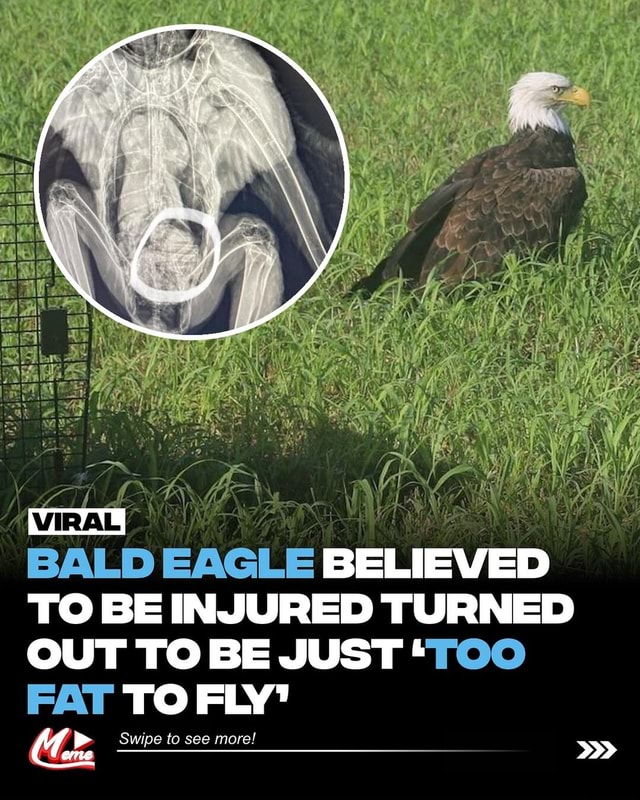 BALD EAGLE BELIEVED TO BE INJURED TURNED OUT TO BE JUST 'TOO FAT TO FLy ...