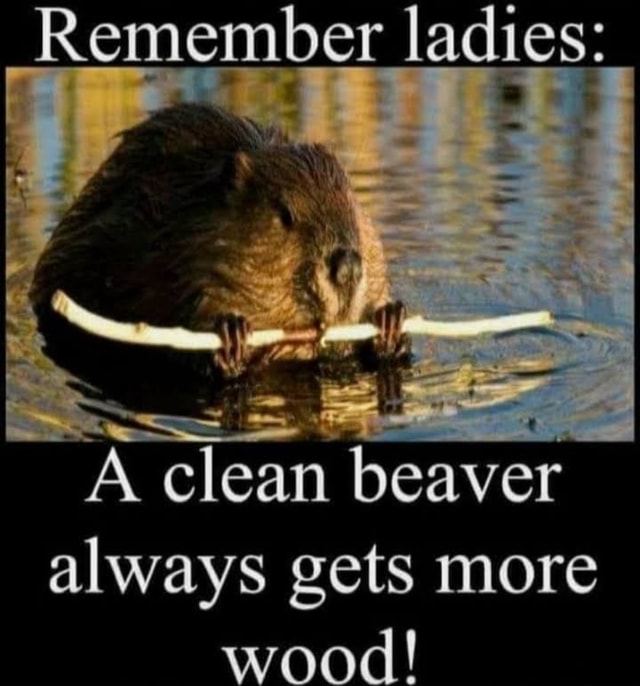 Remember ladies: A clean beaver always gets more wood! - America’s best ...
