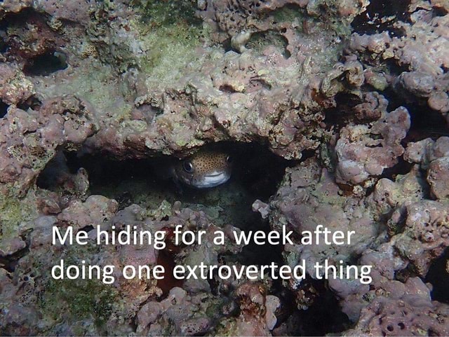 🐡 Meme credit: Race Stryker - Me hiding for a week after doing one ...