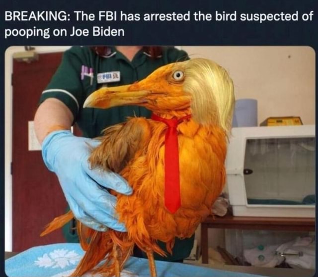 BREAKING: The FBI has arrested the bird suspected of pooping on Joe ...