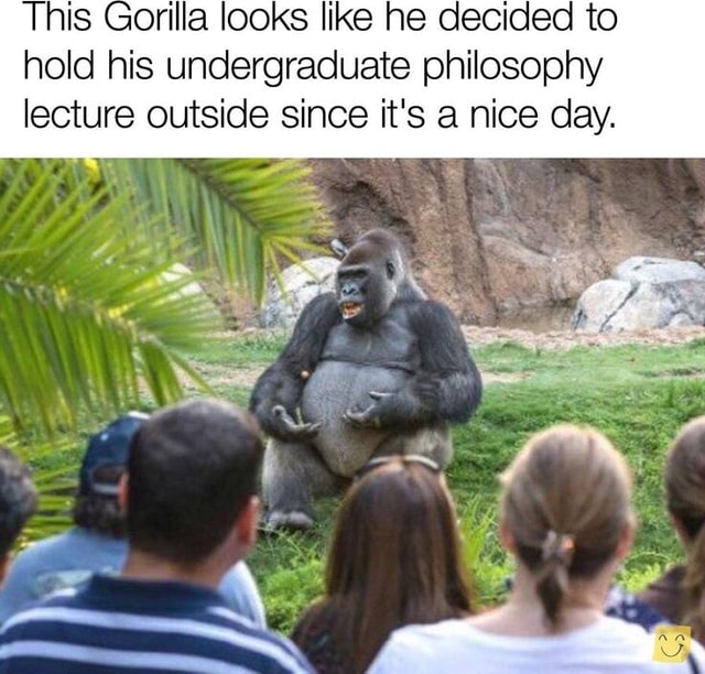 This Gorilla looks like he decided to hold his undergraduate philosophy ...