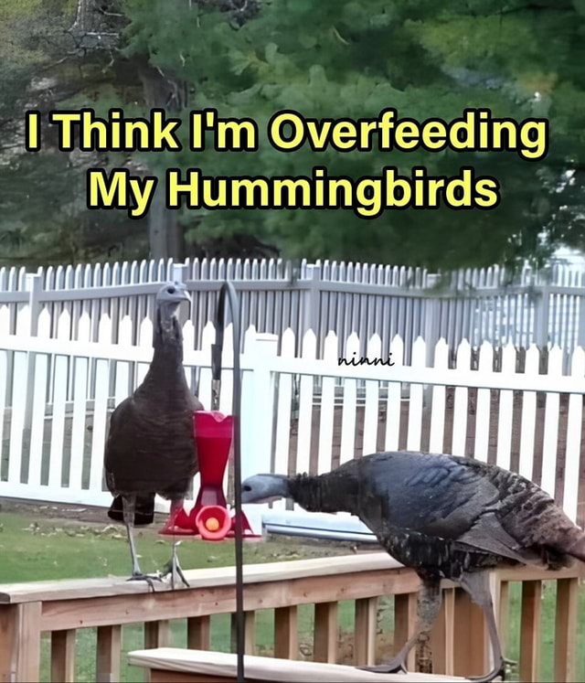 #nn - Think I'm Overfeeding My - America’s best pics and videos