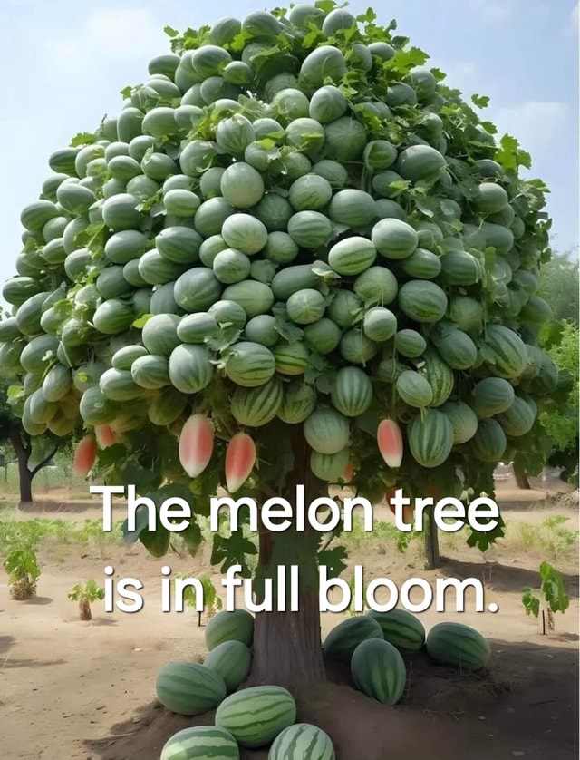 Itl ar A f " The melon tree is in full bloom. - America’s best pics and ...