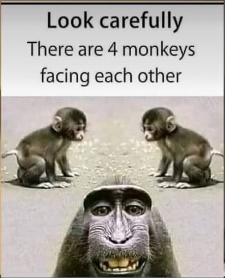 Look carefully There are 4 monkeys facing each other - America’s best ...
