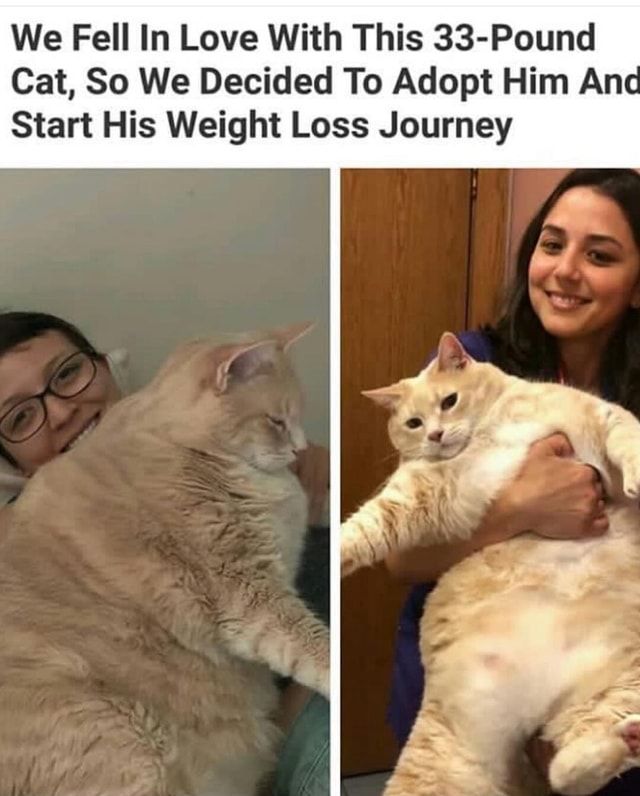 (@iambronsoncat ) - We Fell In Love With This 33-Pound Cat, So We ...