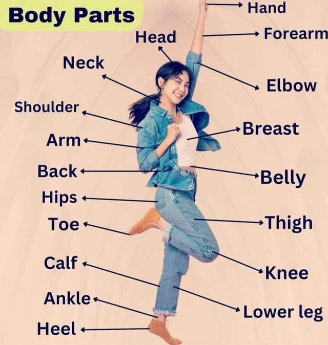 Hand Head Forearm ow Breast Belly Thigh Calf Body Parts Neck Shoulder ...