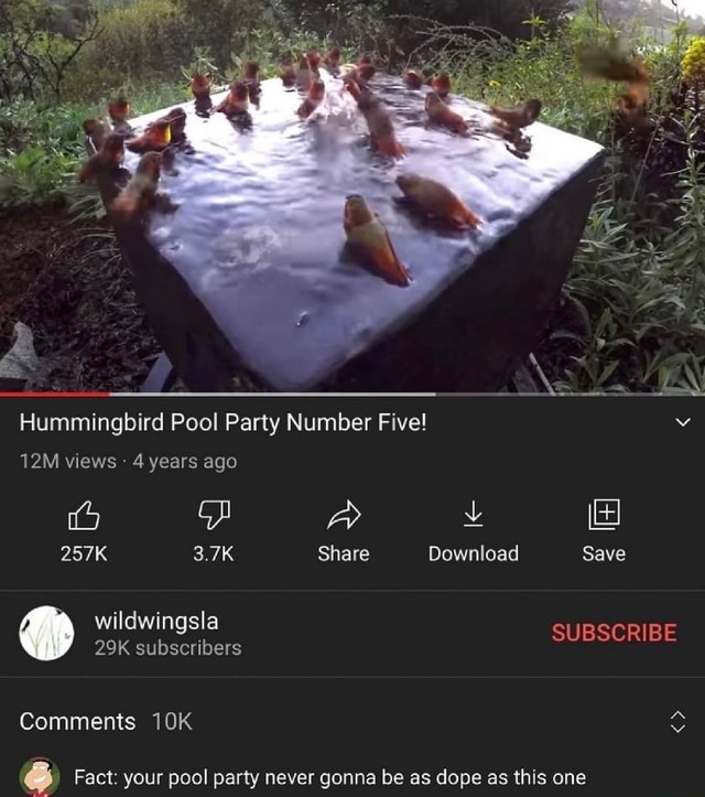 Hummingbird Pool Party Number Five! views 4 years ago ge aA 257K 3.7K ...