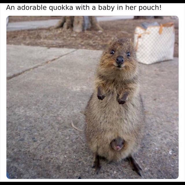 An adorable quokka with baby in her pouch! - America’s best pics and videos
