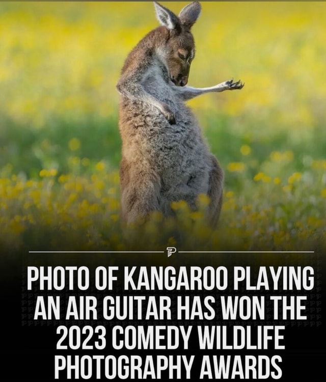 PHOTO OF KANGAROO PLAYING AN AIR GUITAR HAS WON THE 2023 COMEDY ...