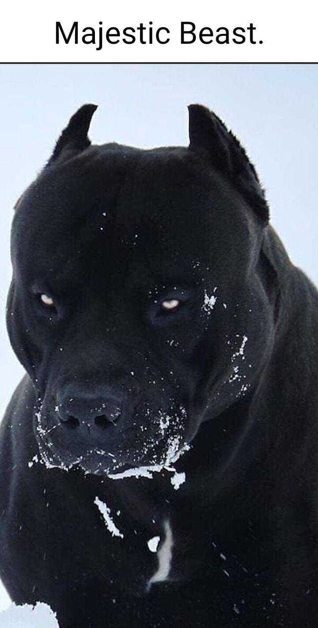 Majestic Beast. - America’s best pics and videos
