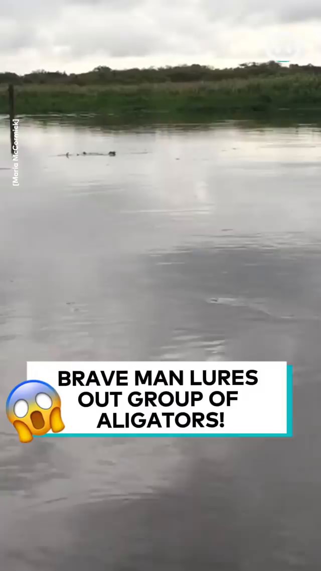 {Maria McCormick] BRAVE MAN LURES OUT GROUP OF ALIGATORS! - America’s ...